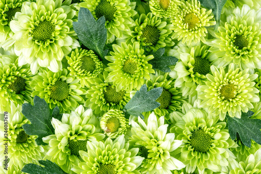 Soft fresh green flower with rain water drop for love romantic dreamy ...