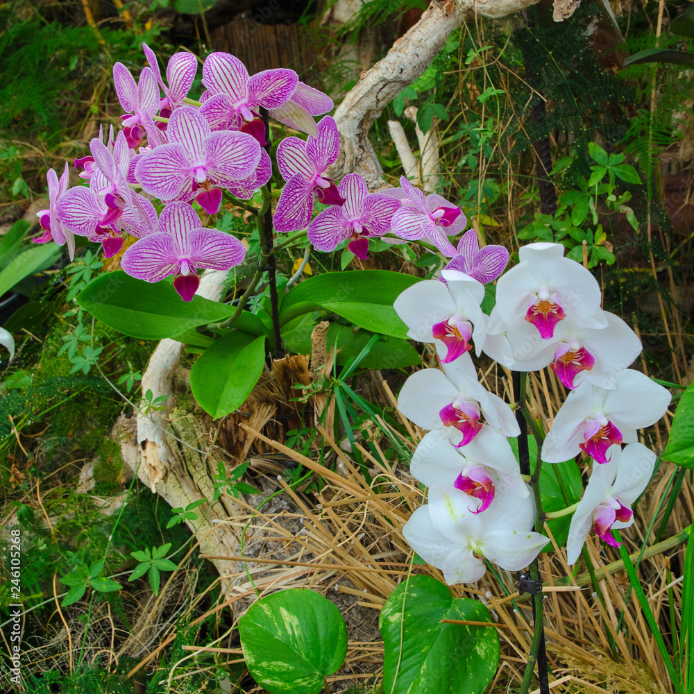 Different type of Orchid grows in tropical garden. Beautiful Orchids ...