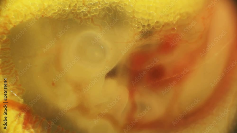 heartbeat and blood flow through the vessels in a chicken embryo in an ...