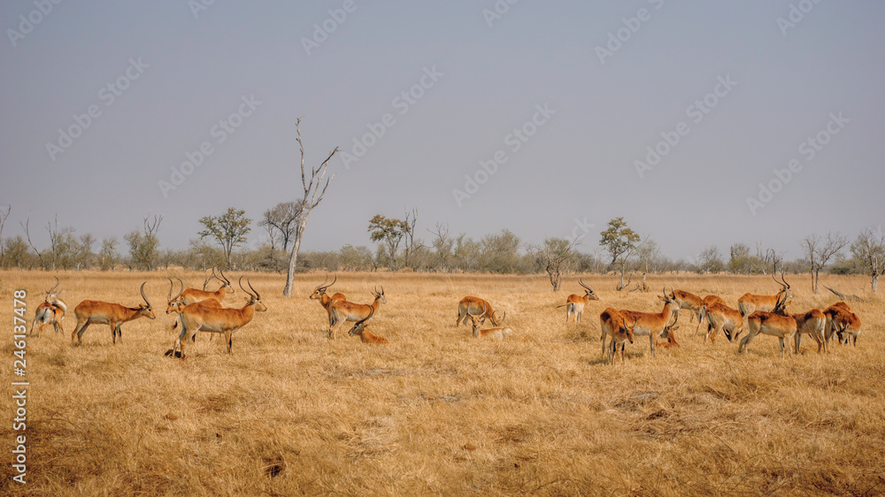 Gruppe Roter Letschwe Antilopen im Grasland des Moremi Nationalparks ...