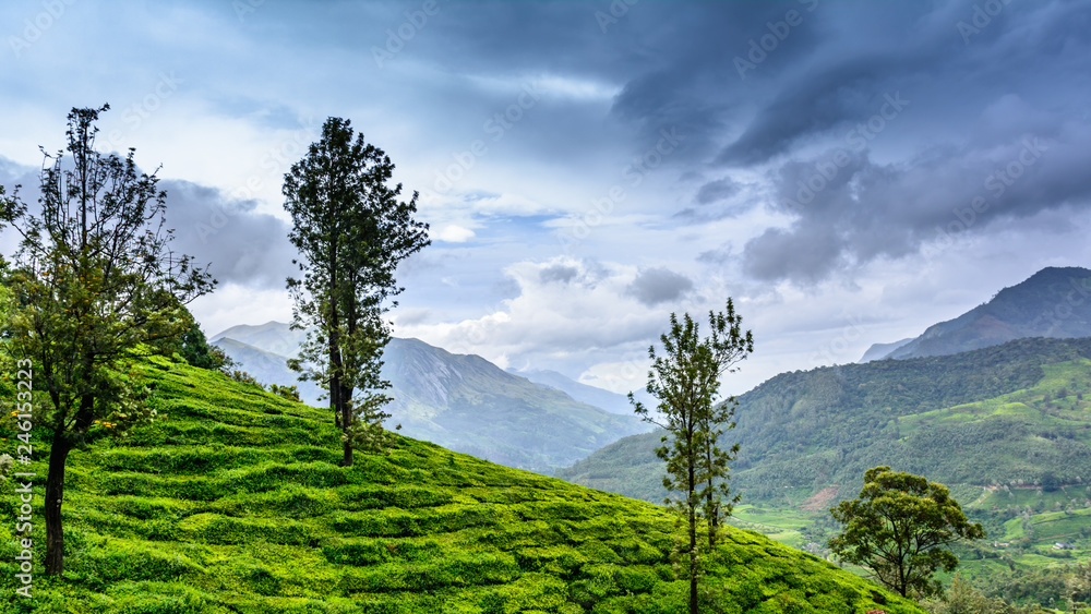 Lush green Tea estates of Munnar, Kerala (also known as tea capital of ...