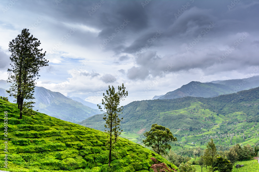 Lush green Tea estates of Munnar, Kerala (also known as tea capital of ...