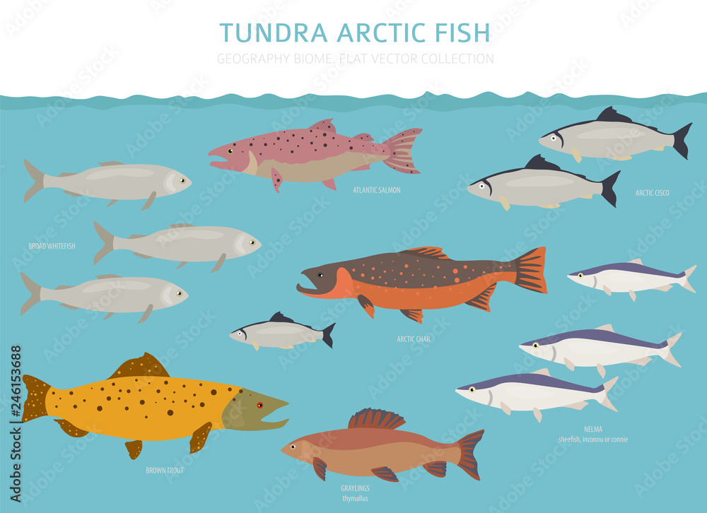 Tundra biome. Terrestrial ecosystem world map. Arctic fish infographic ...