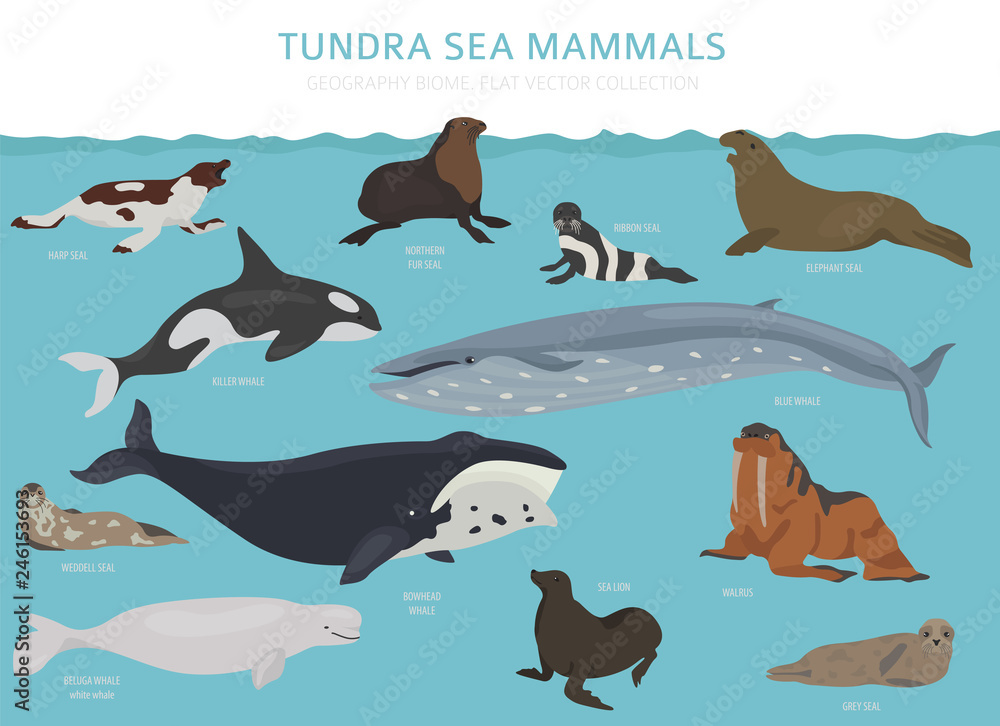 Arctic Ocean Animals