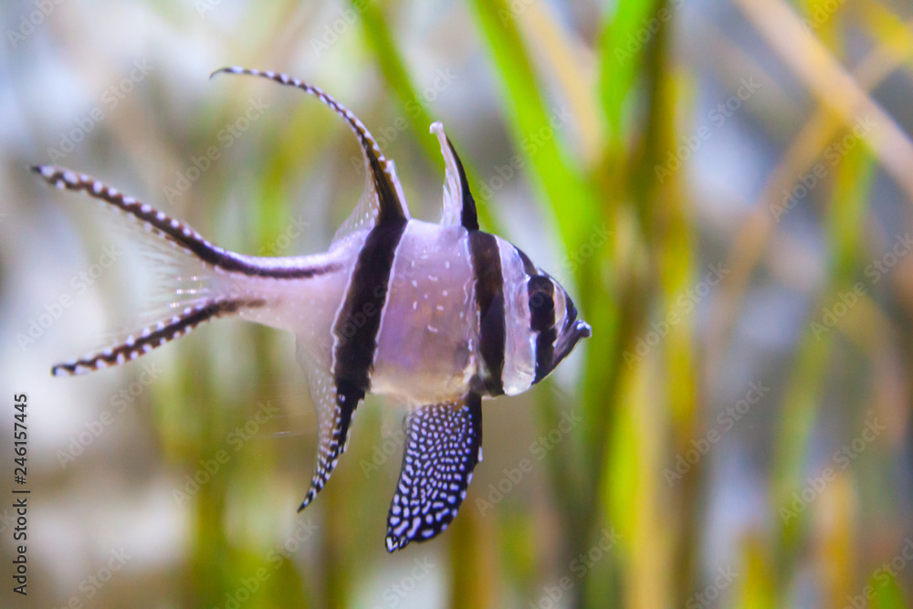 Banggai cardinalfish - Pterapogon kauderni. Wonderful and beautiful ...