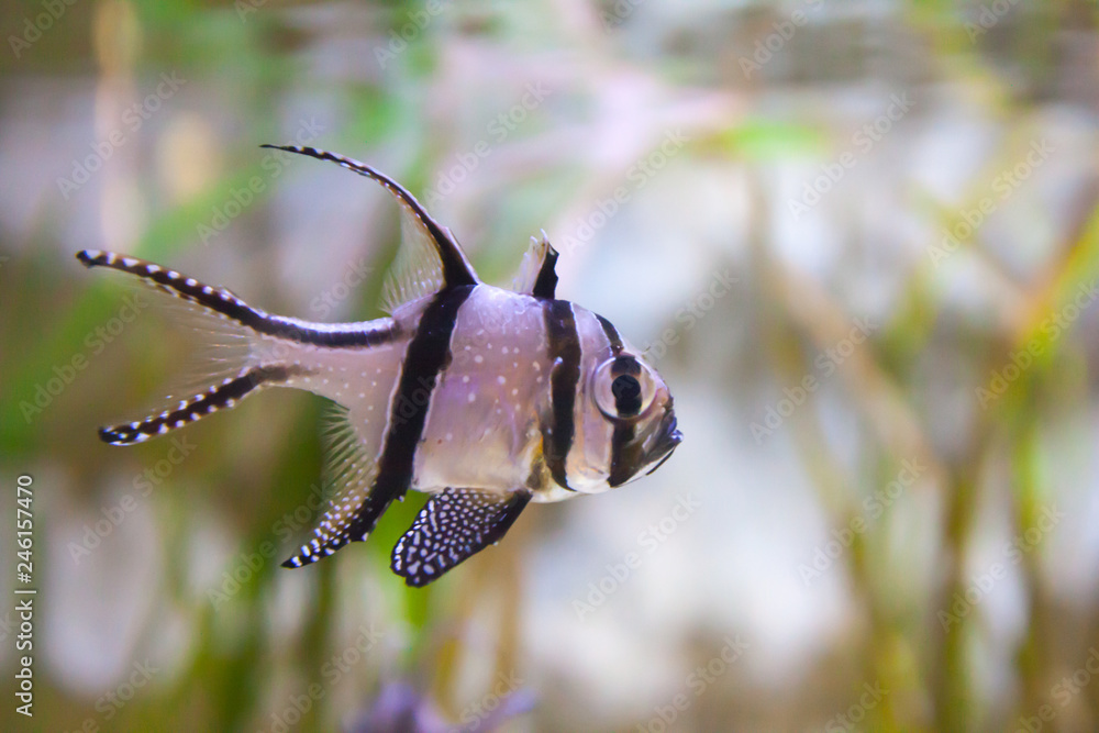 Banggai cardinalfish - Pterapogon kauderni. Wonderful and beautiful ...