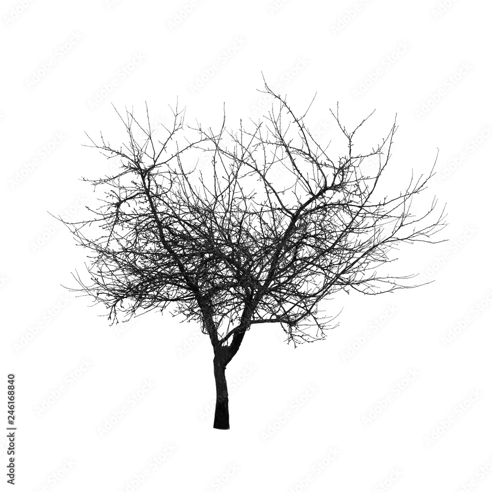 Cutout tree photoshop architecture isolated on white background ...
