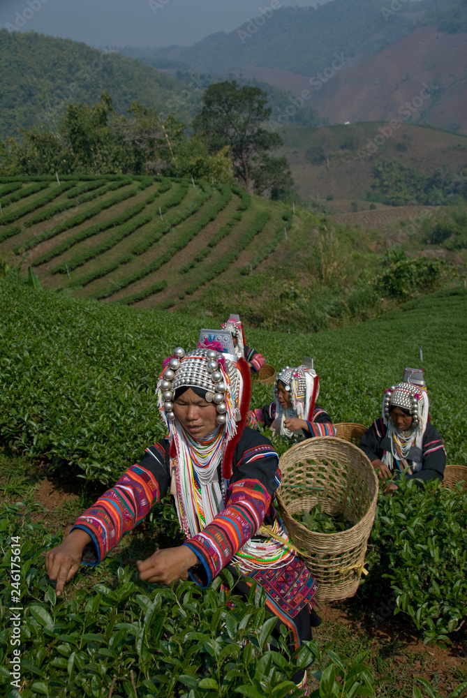 Akha Tea Pickers Stock Photo | Adobe Stock