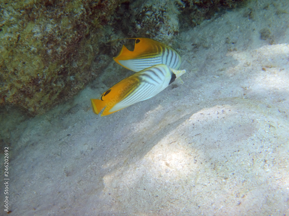 Underwater view of yellow triangular Butterfly Fish (Chaetodon) in the ...