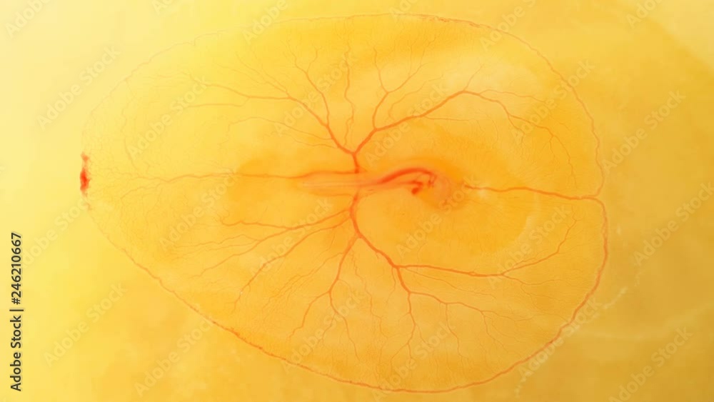 heartbeat and blood flow through the vessels in a chicken embryo in an ...