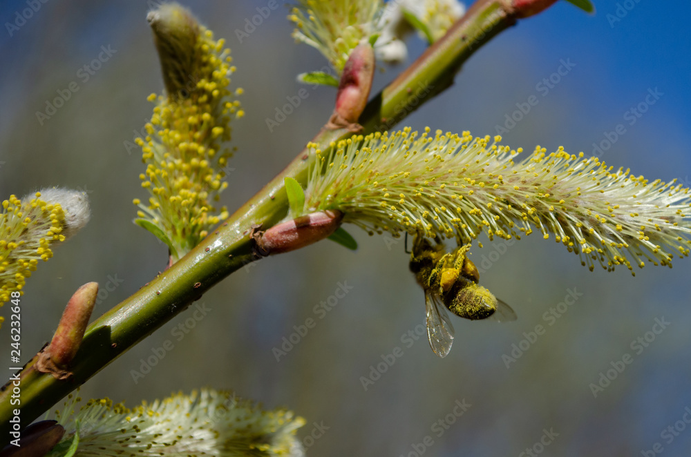 Honey bee brushes pollen from its body and collects it in the pollen ...