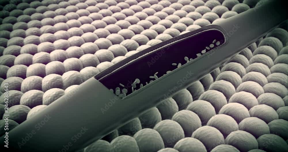 artery shown with a cut out section, High quality rendering with ...