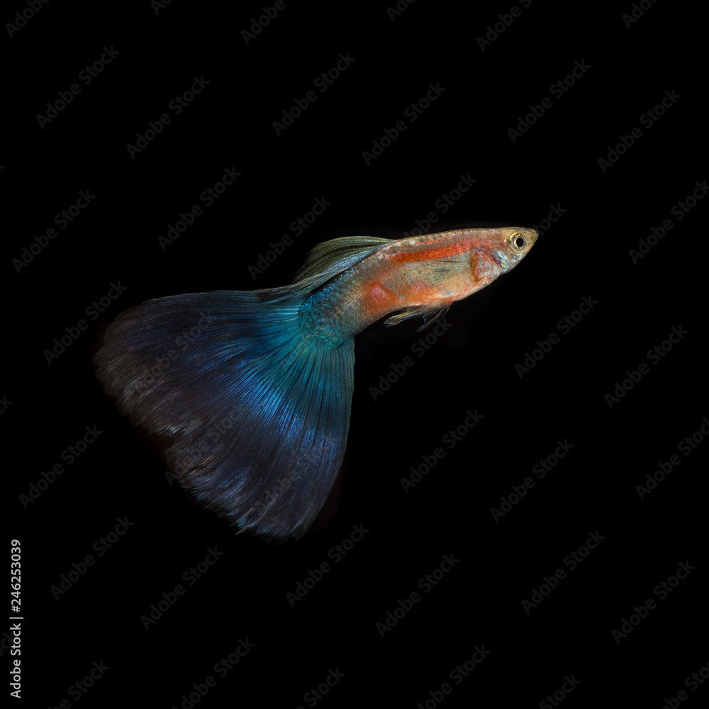 A Guppy fish is seen in an aquarium. Guppies are the most common ...