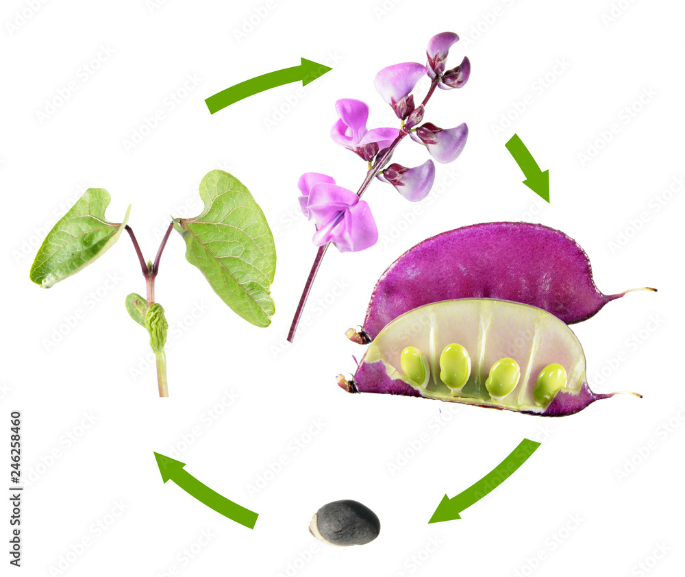 Life cycle of hyacinth bean plant isolated on white background. Growth ...