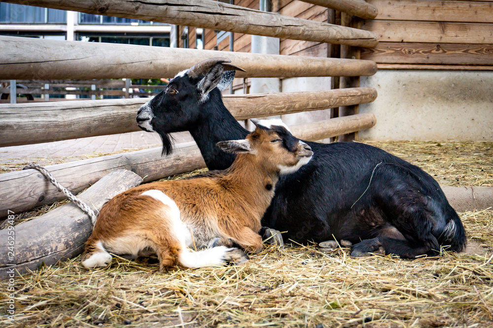 Ziegenfamilie Stock Photo | Adobe Stock