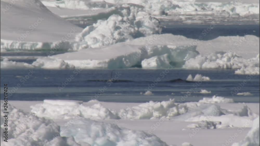 Orcas (Orcinus orca) surface and dive in sea ice Stock ビデオ | Adobe Stock