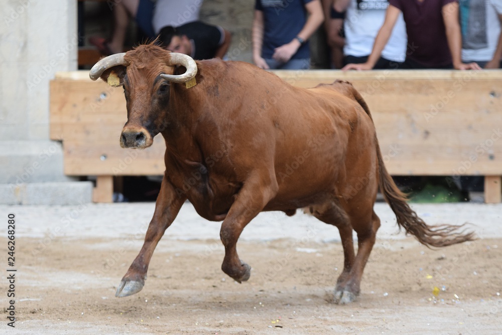 toros y vacas Stock Photo | Adobe Stock