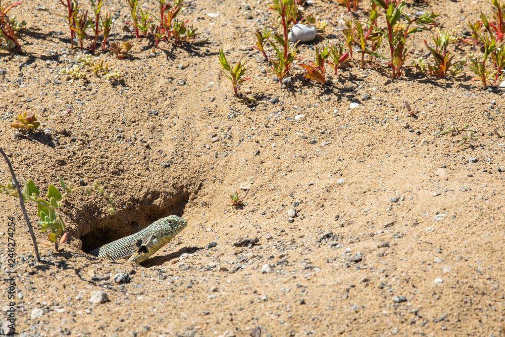 Lagartija Esbelta (Liolaemus tenuis or jewel lizard) at its burrow hole ...