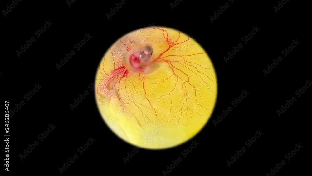 heartbeat and blood flow through the vessels of a chicken or quail ...