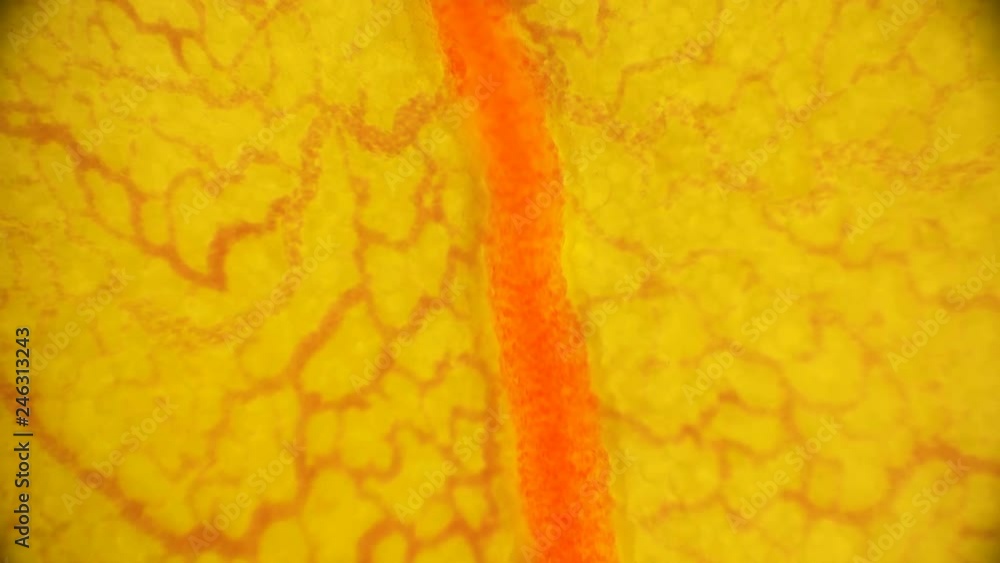 Stockvideon movement of blood through the blood vessels of the ...