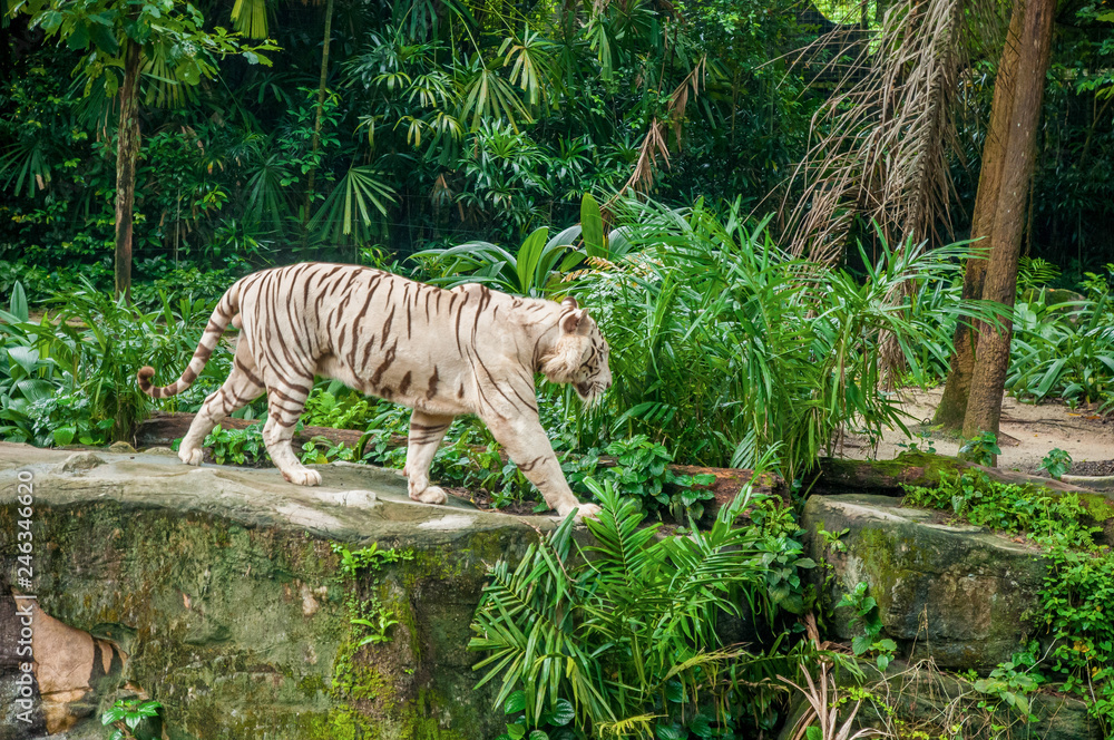 White Tiger Niche