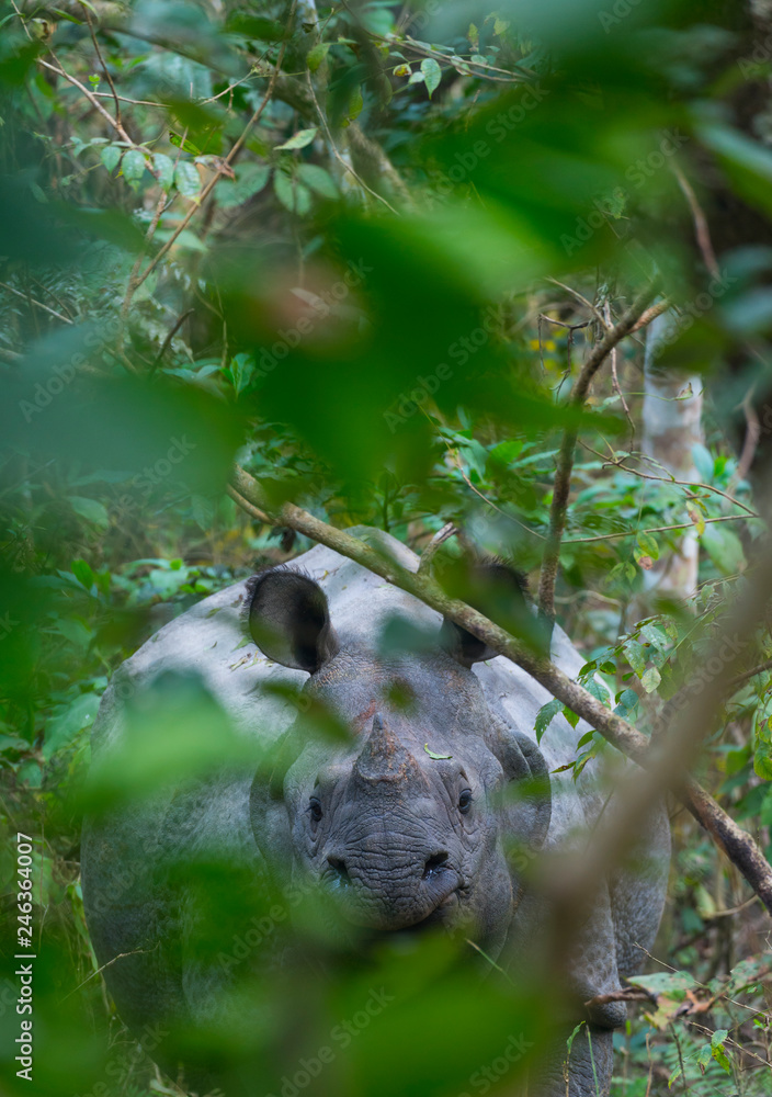 One-horned Asian rhinoceros (Rhinoceros unicornis), Chitwan National ...