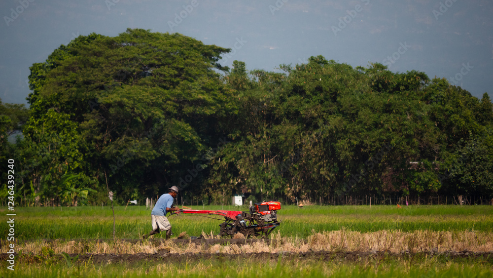 farmer working in rice plantation using tiller tractor. paddy farmer ...