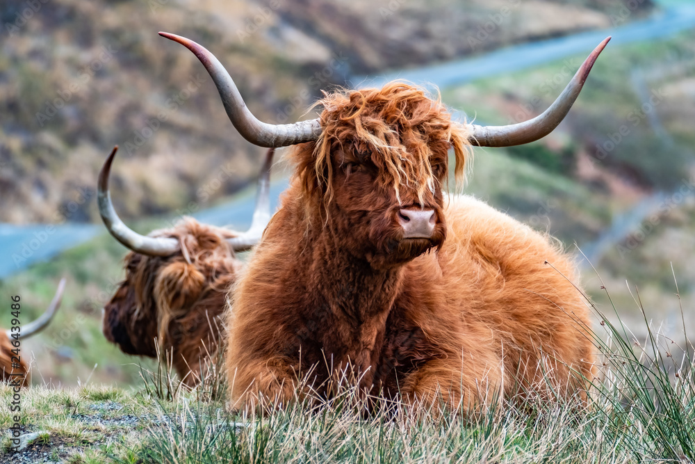 Hairy Scottish Highlander - Highland cattle - next to the road, Isle of ...