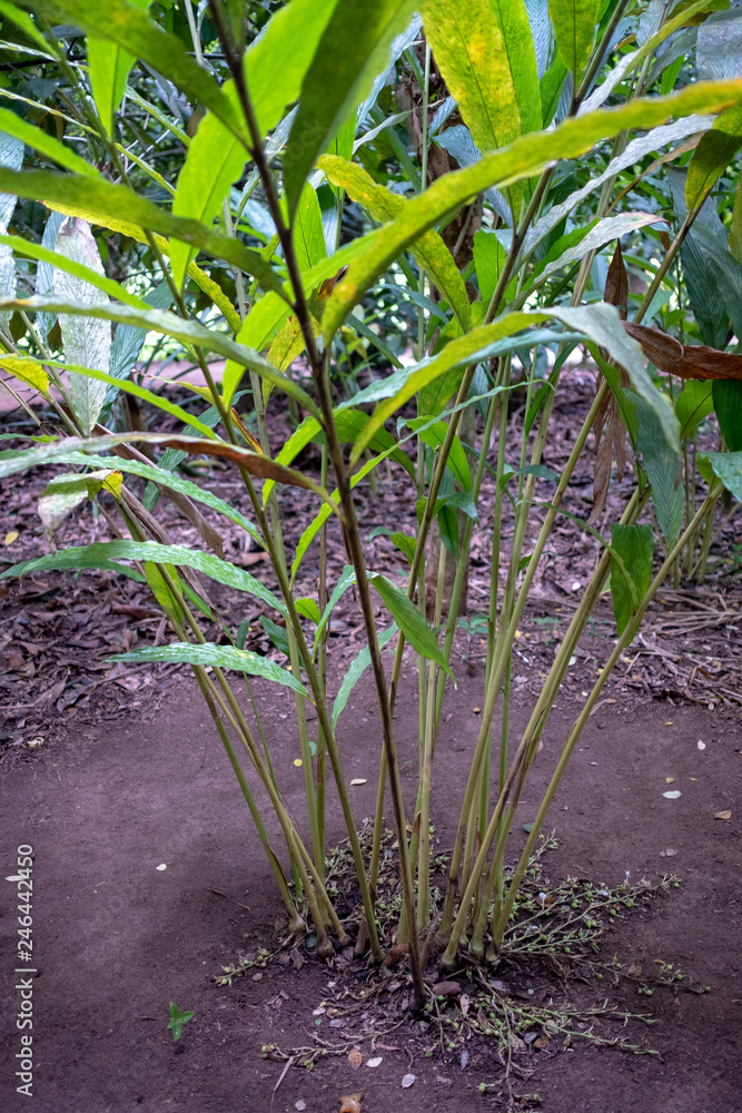 Elaichi Plant In Pot