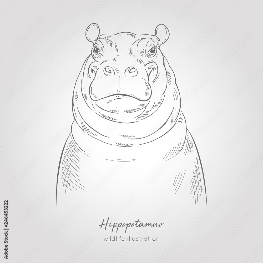 Realistic hand drawn vector sketch of hippo head front view. Stock ...