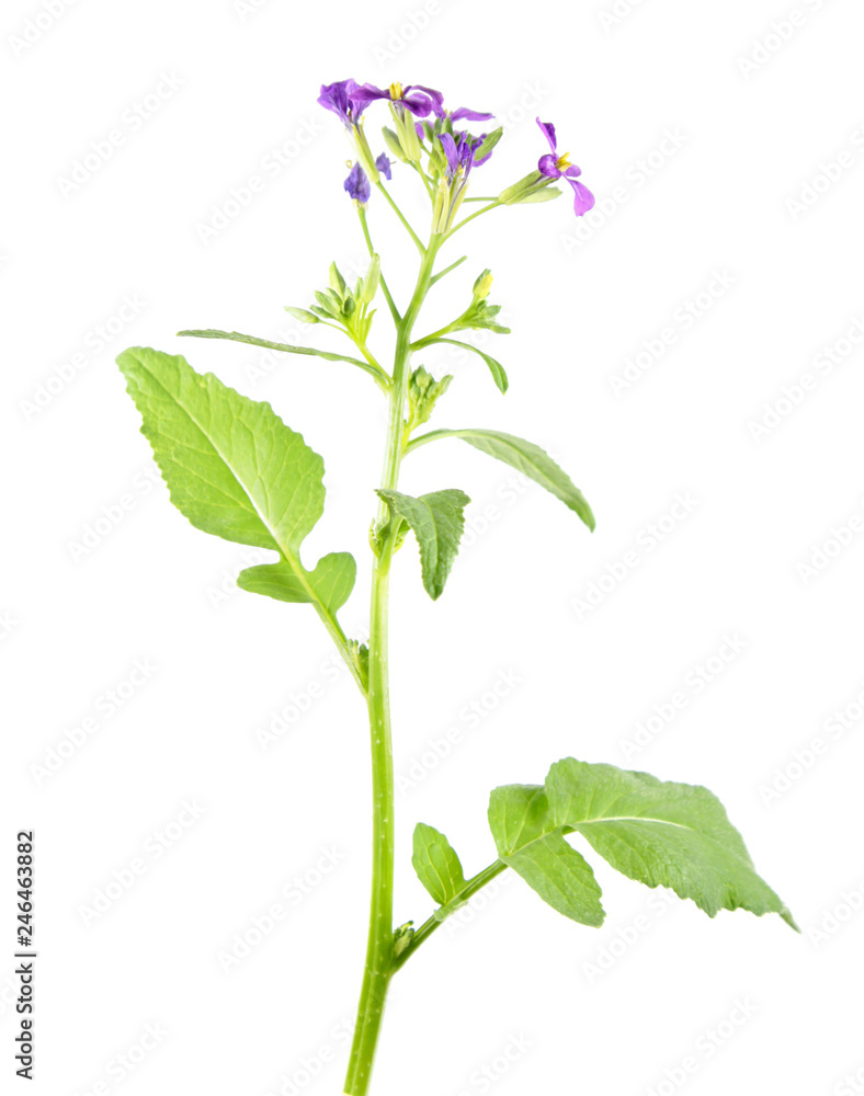 Radish Plant Flower
