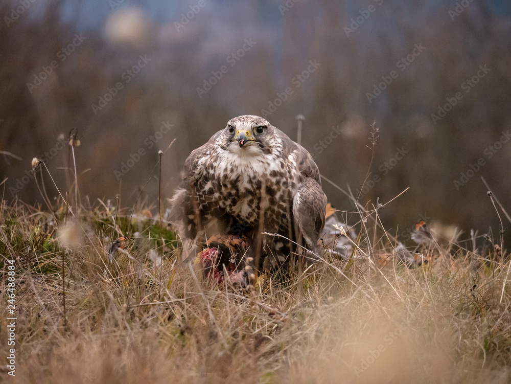 Saker Falcon Hunting
