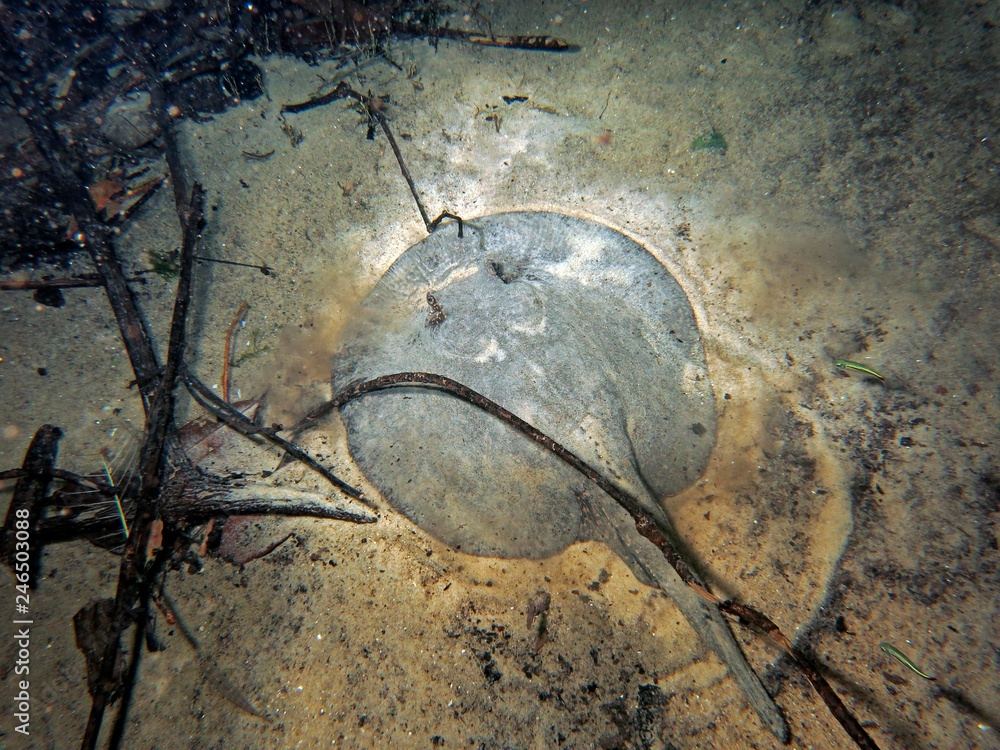 Ocellate river stingray (Potamotrygon motoro), clear water flow, Nobres ...