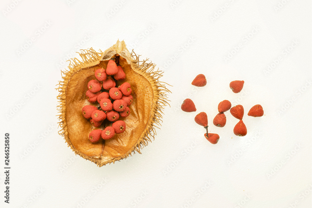 Achiote's fruit and seed (Bixa orellana) on white background. Achiote's ...