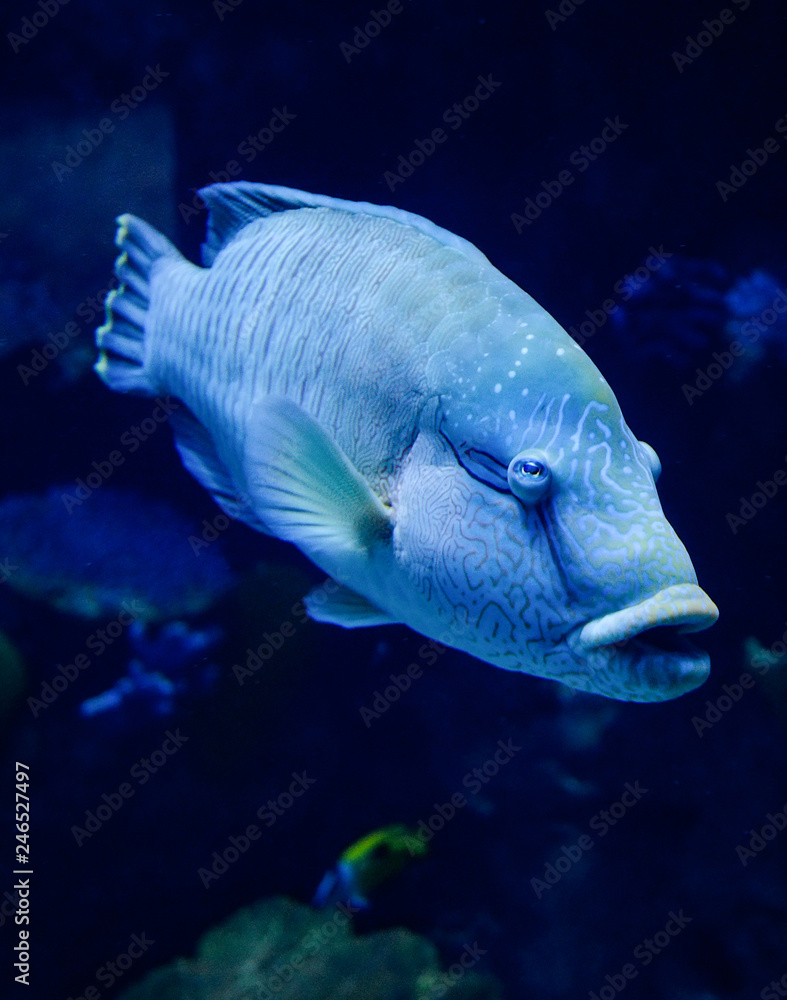 Humphead maori wrasse fish / Napoleon fish swimming marine life ...