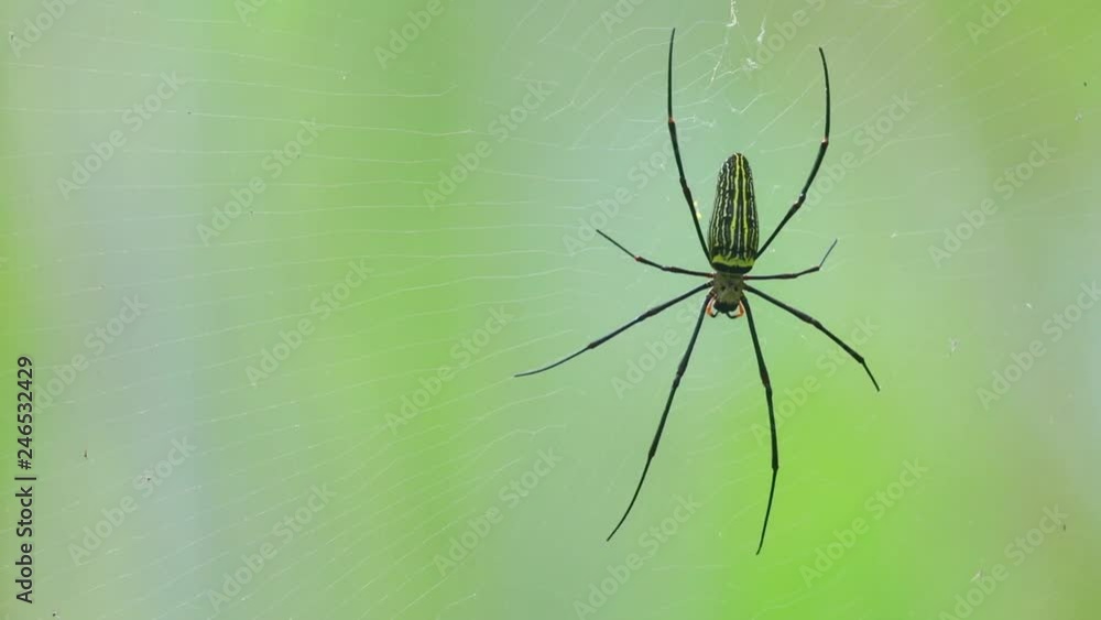 Spider closeup nephila pilipes, northern golden orb weaver or giant ...