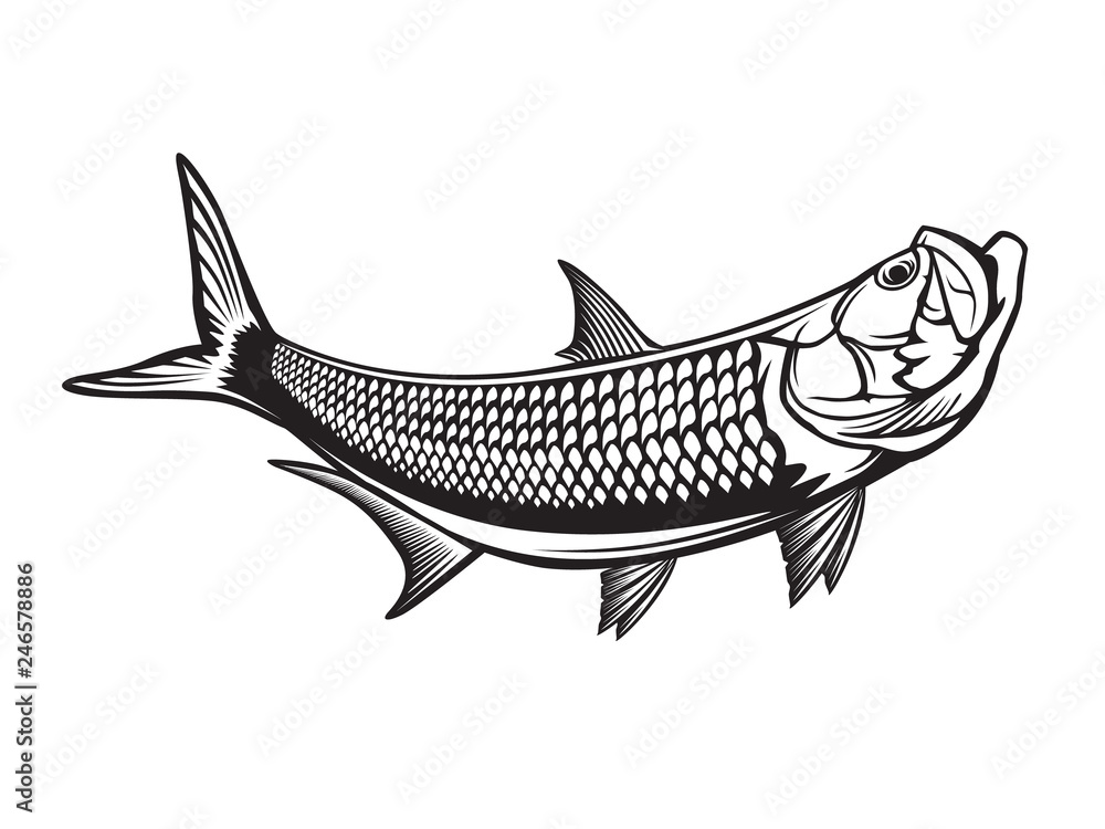 Tarpon fishing emblem. Black and white illustration of tarpon. Vector ...