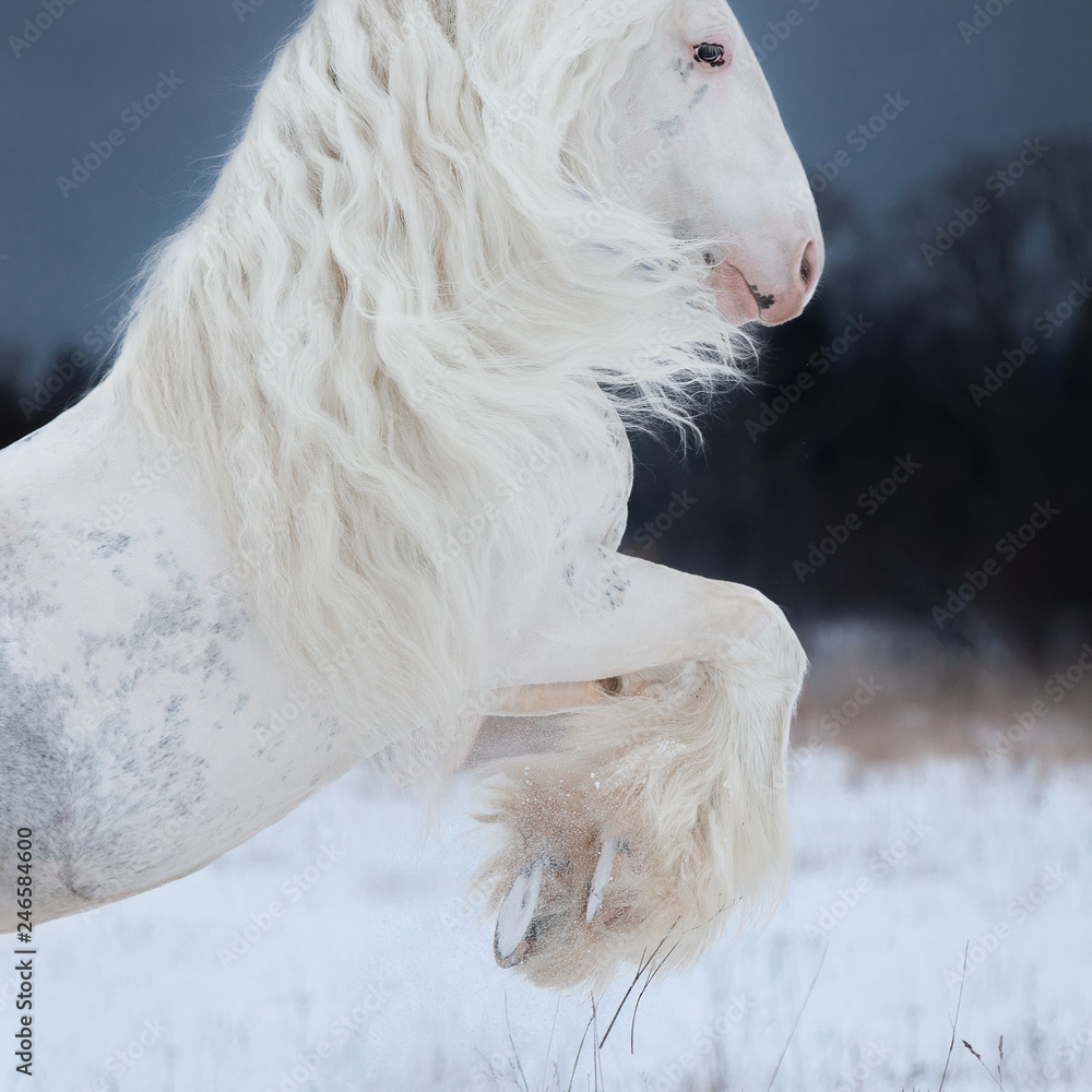Horses Long Mane