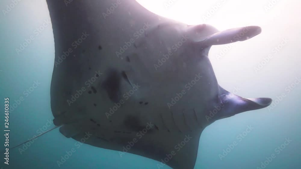 Beautiful Giant Manta Ray swimming slowly over the coral reef in Nusa ...
