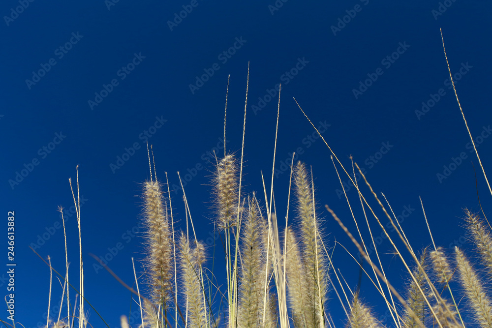 Planta de flor de espiga amarilla mirando al cielo Stock Photo | Adobe ...