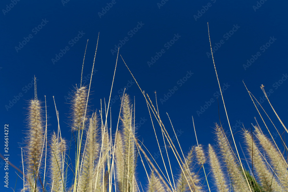 Planta de flor de espiga amarilla mirando al cielo Stock Photo | Adobe ...