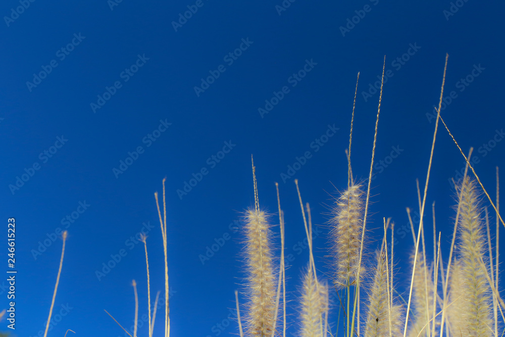 Planta de flor de espiga amarilla mirando al cielo Stock Photo | Adobe ...