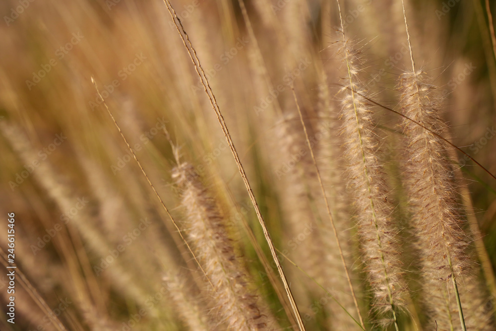 Planta De Espiga En Paisajismo