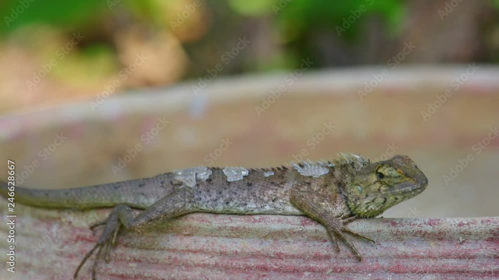 Oriental garden lizard or garden lizard, agamid lizard, agamidae family ...