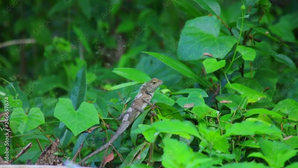 Oriental garden lizard or garden lizard, agamid lizard, agamidae family ...