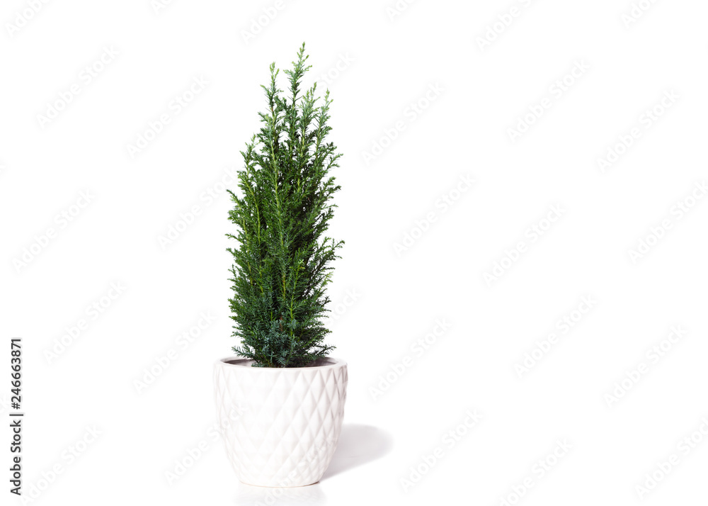 Young cypress isolated on white background. Chamaecyparis in the white ...