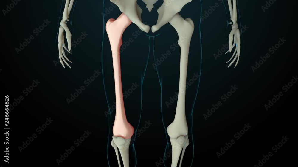 3d rendered footage of skeleton structure with injured bones. Bone pain ...