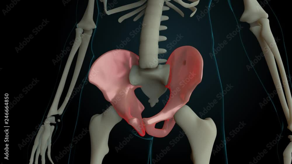 3d rendered footage of skeleton structure with injured bones. Bone pain ...