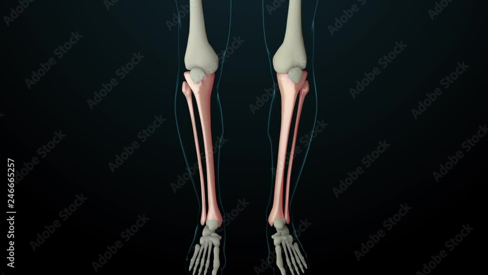 Vidéo Stock 3d rendered footage of skeleton structure with injured ...