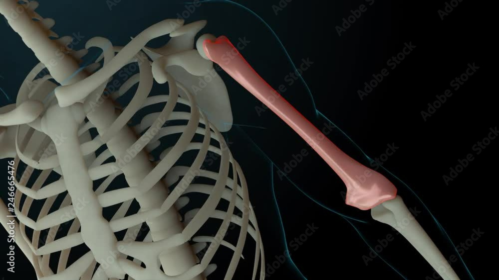 3d rendered footage of skeleton structure with injured bones. Bone pain ...